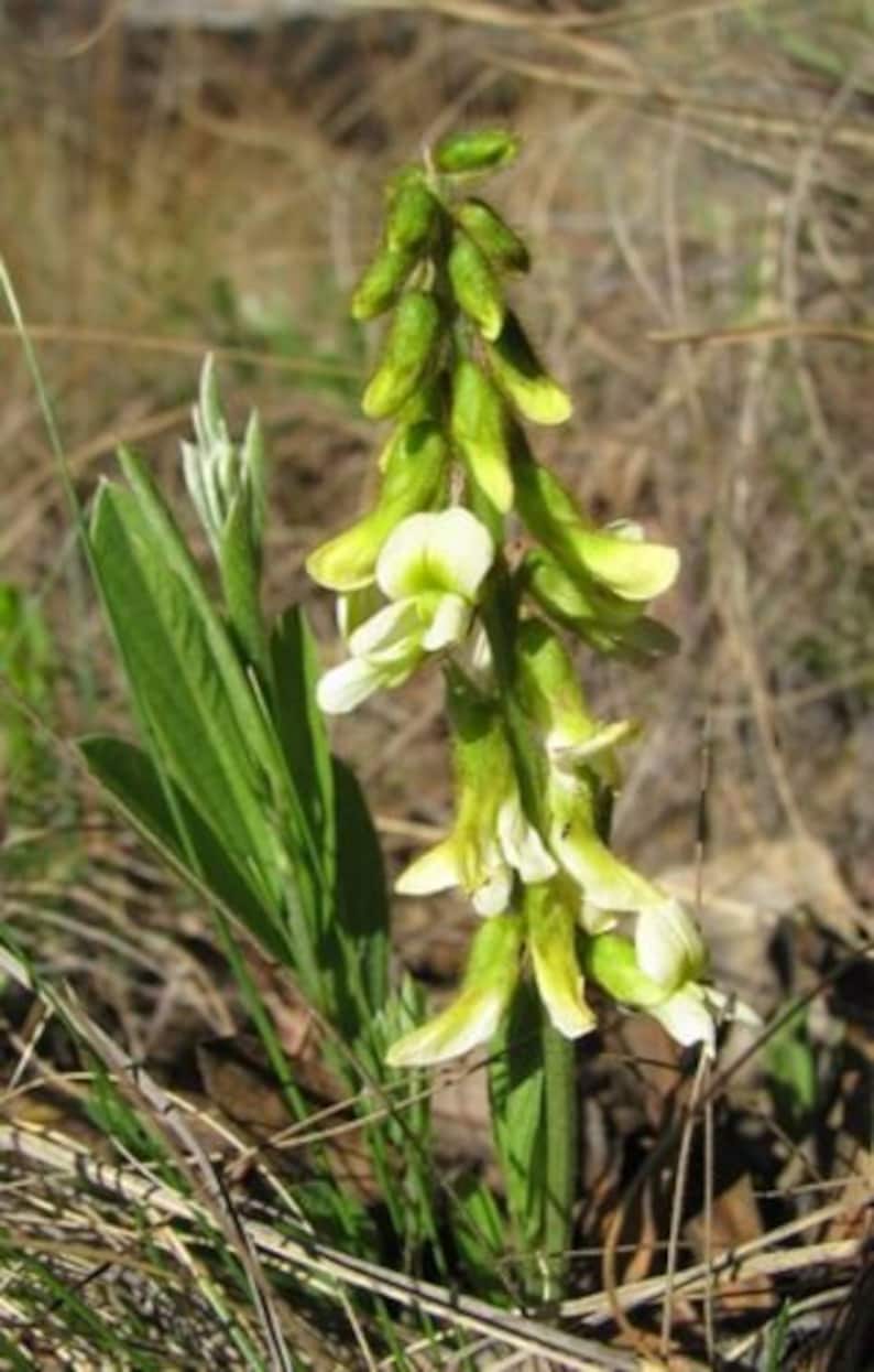 Bangalala - Eriosema Kraussianum - Organic Root Powder! - Etsy