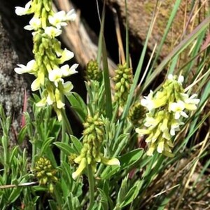 Bangalala - Eriosema Kraussianum - Organic Root Powder! - Etsy