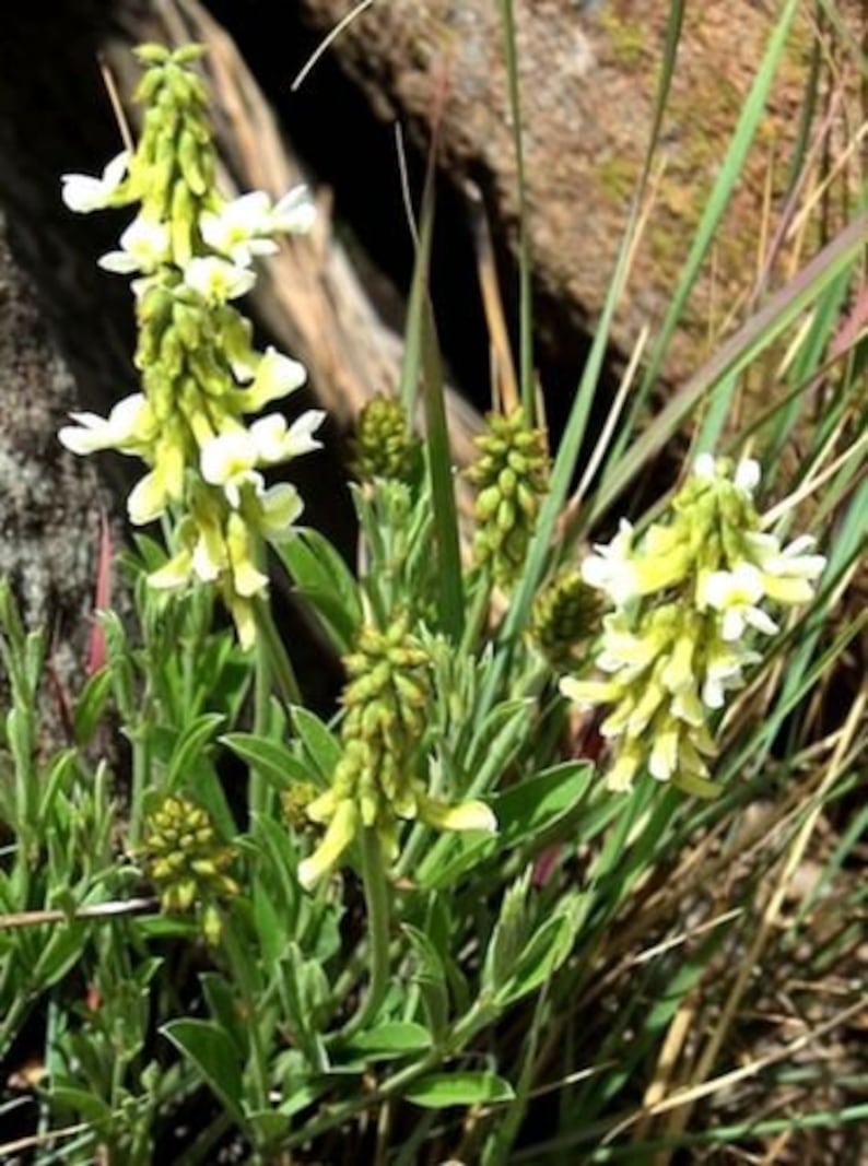 Bangalala - Eriosema Kraussianum - Organic Root Powder! - Etsy