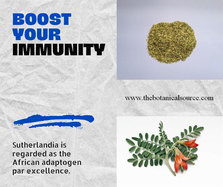 Sutherlandia Frutescens - Organic Herb - Etsy
