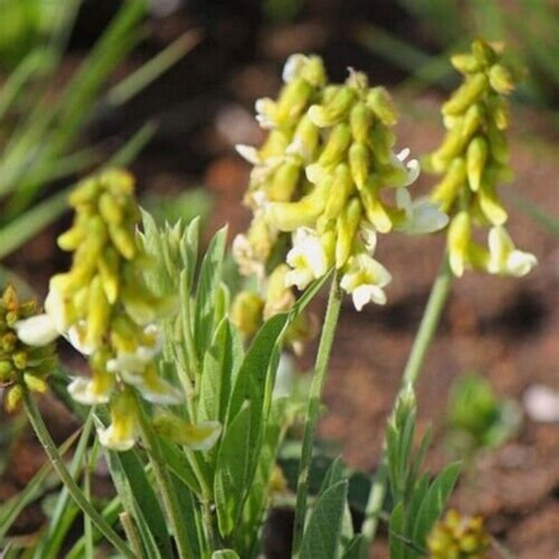 Bangalala - Eriosema Kraussianum - Organic Root Powder! - Etsy