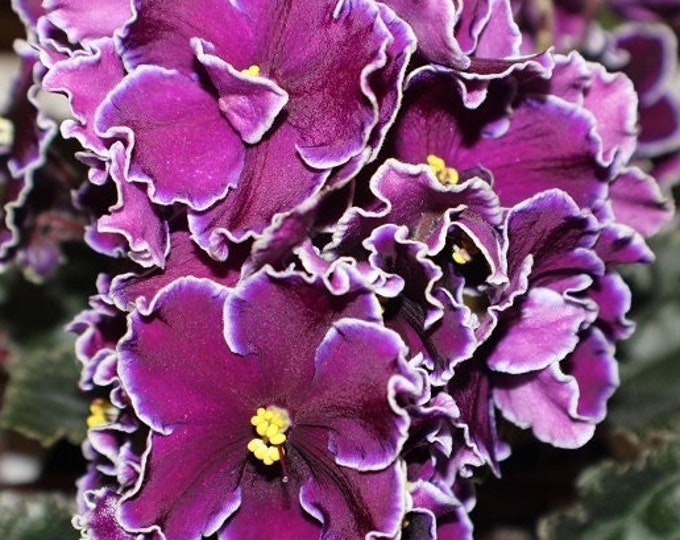 African Violet Edge of Darkness - Etsy
