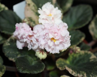 African Violet Cabbage Patch - Etsy