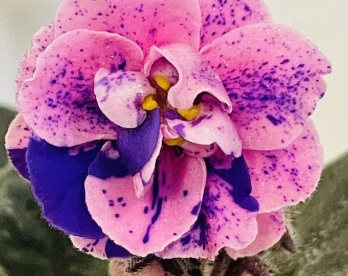 African Violet Cosmic Art - Etsy