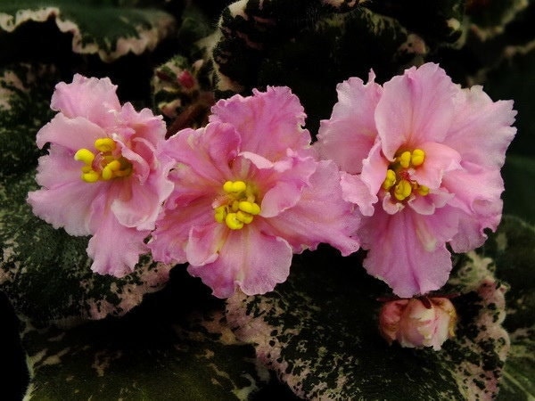 African Violet Pink