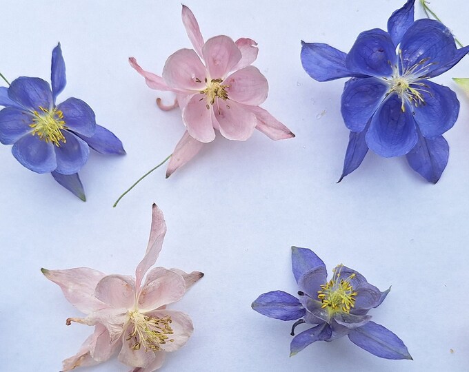 Paper Columbine - Etsy
