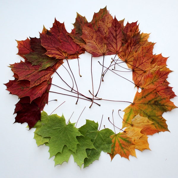 Real Maple Leaf - Etsy