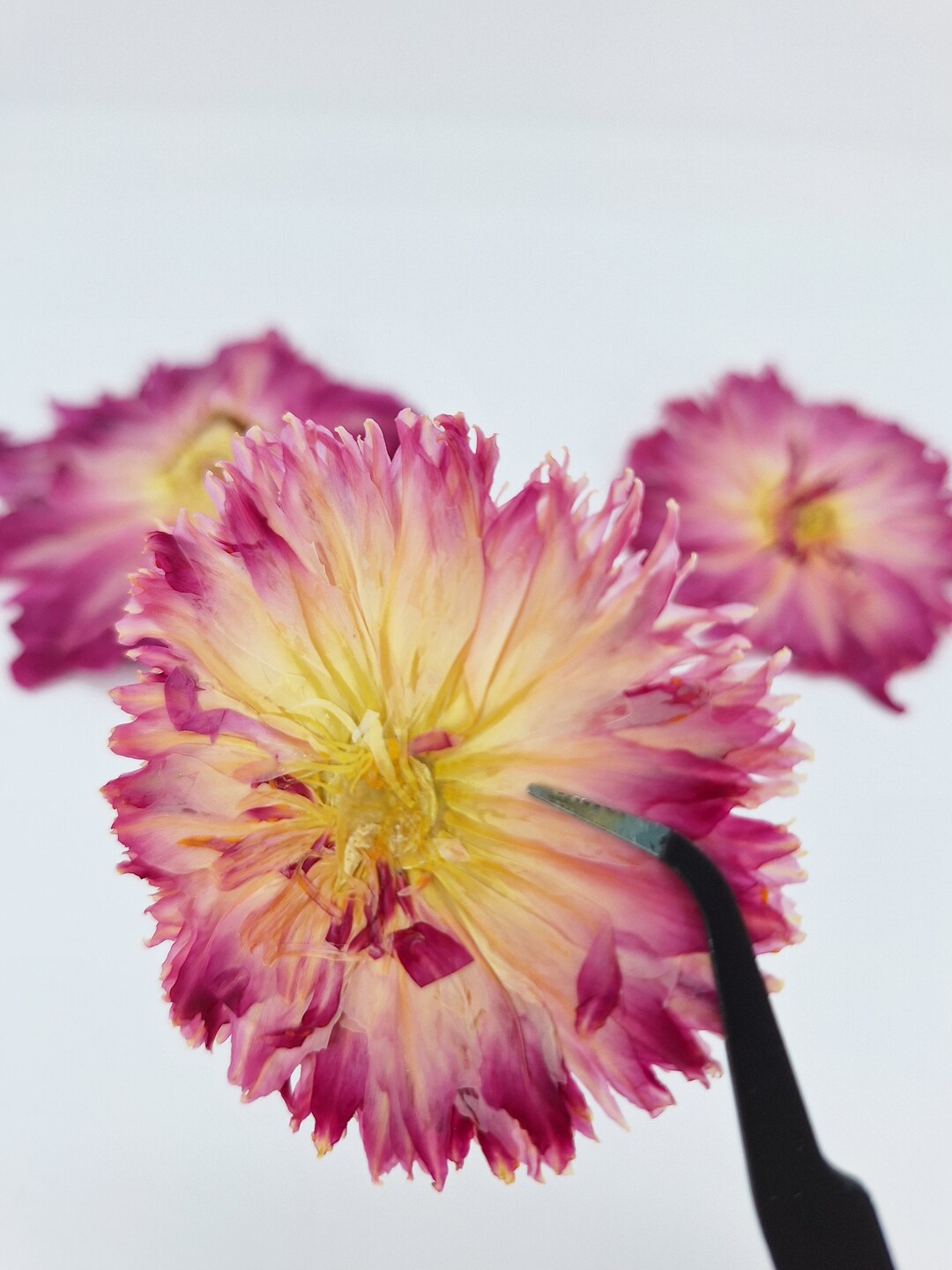 Edible Pressed Dried Peonies, Pressed Peony-dried Peony-dried Natural ...