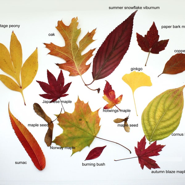 Pressed Leaves - Etsy