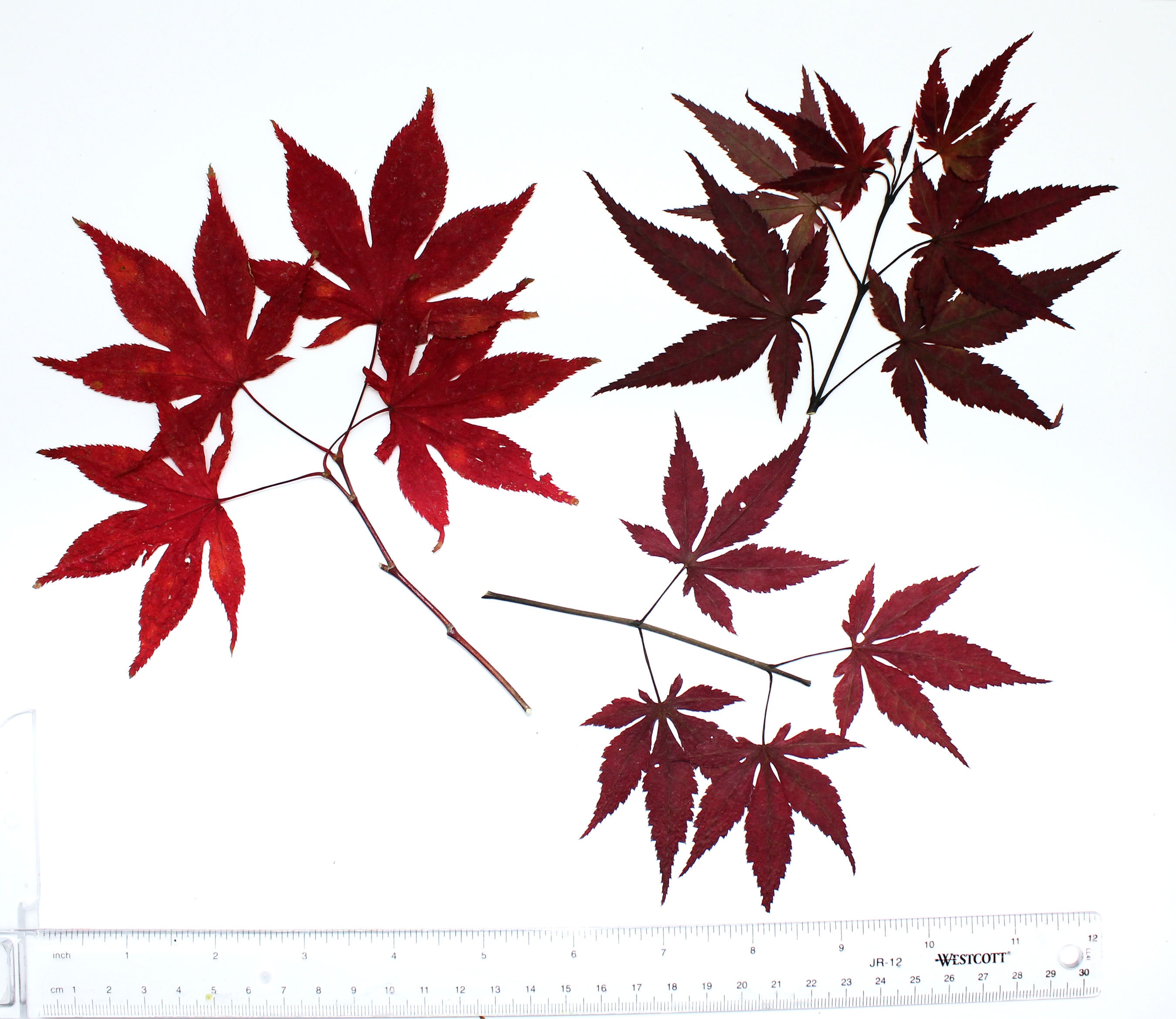 Japanese Maple Leaf Silhouette