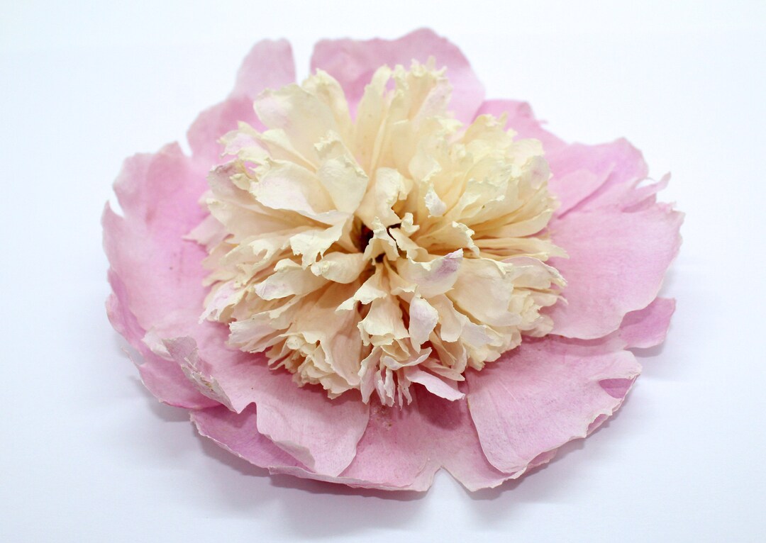 Large Preserved Peony/real Dried Peony 3D Dried Natural Flowers, Undyed ...