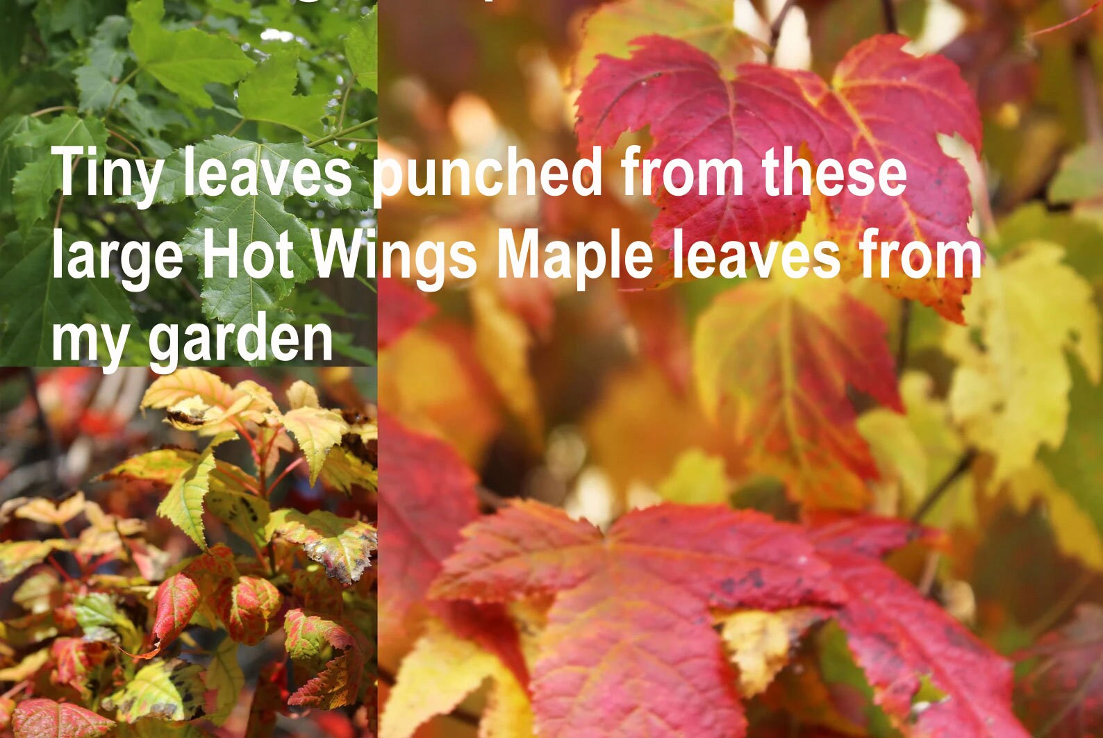 Pressed Mini Real Maple Leaves Punched From Large Maple Leaves/tiny ...