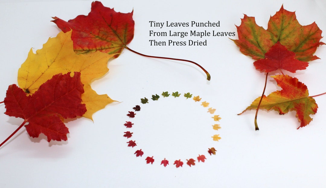 Pressed Mini Real Maple Leaves Punched From Large Maple Leaves/tiny ...