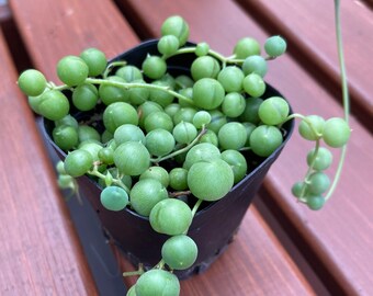 String of Pearls Pot - Etsy