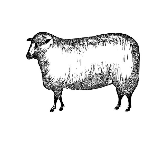 Gothic Sheep Svg - Etsy