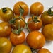 Dark Orange Muscat Tomato (rare) Seeds - Etsy