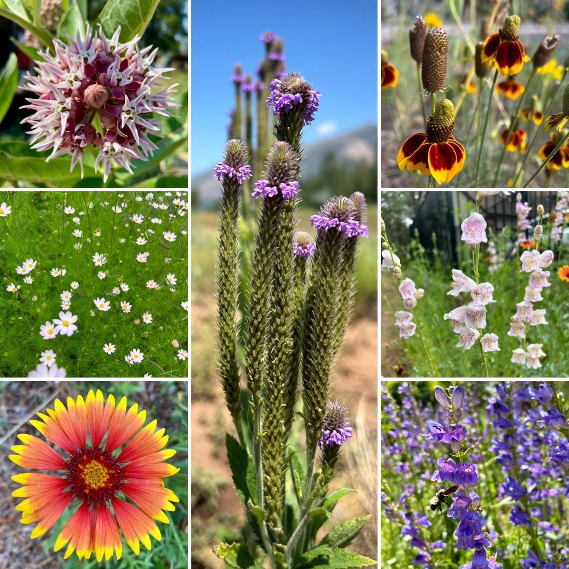High Desert Native Flower Seed Mix - Etsy
