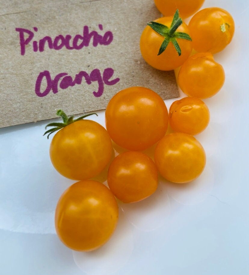 Pinocchio Orange Microdwarf Tomato Seeds - Etsy