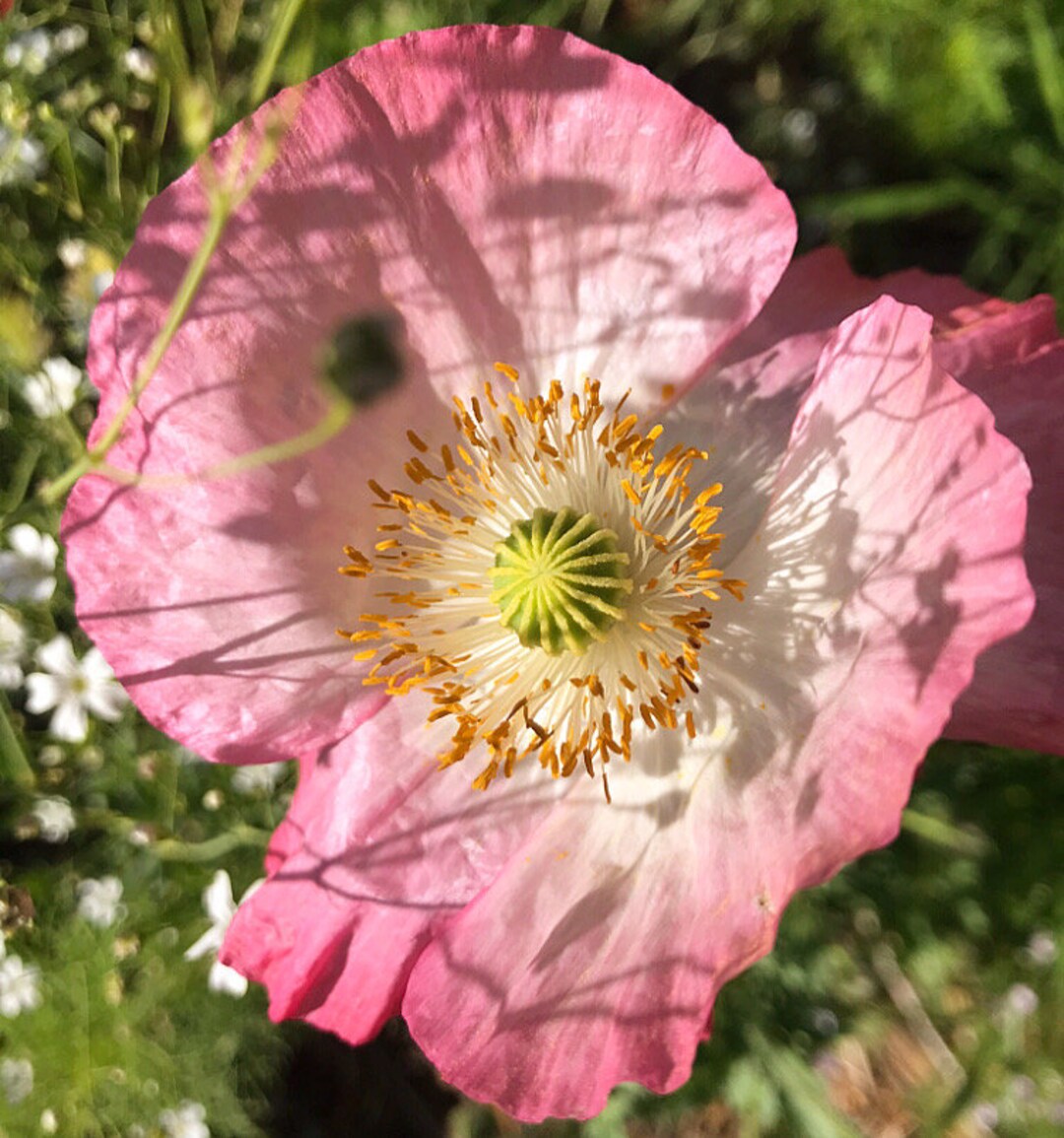 Mixed Poppies (papaveraceae) Seeds - Etsy