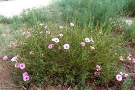 Native Pink Bush Morning Glory (ipomoea Leptophylla) Seeds - Etsy