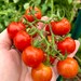 Iva's Red Berry Tomato (rare) Seeds - Etsy