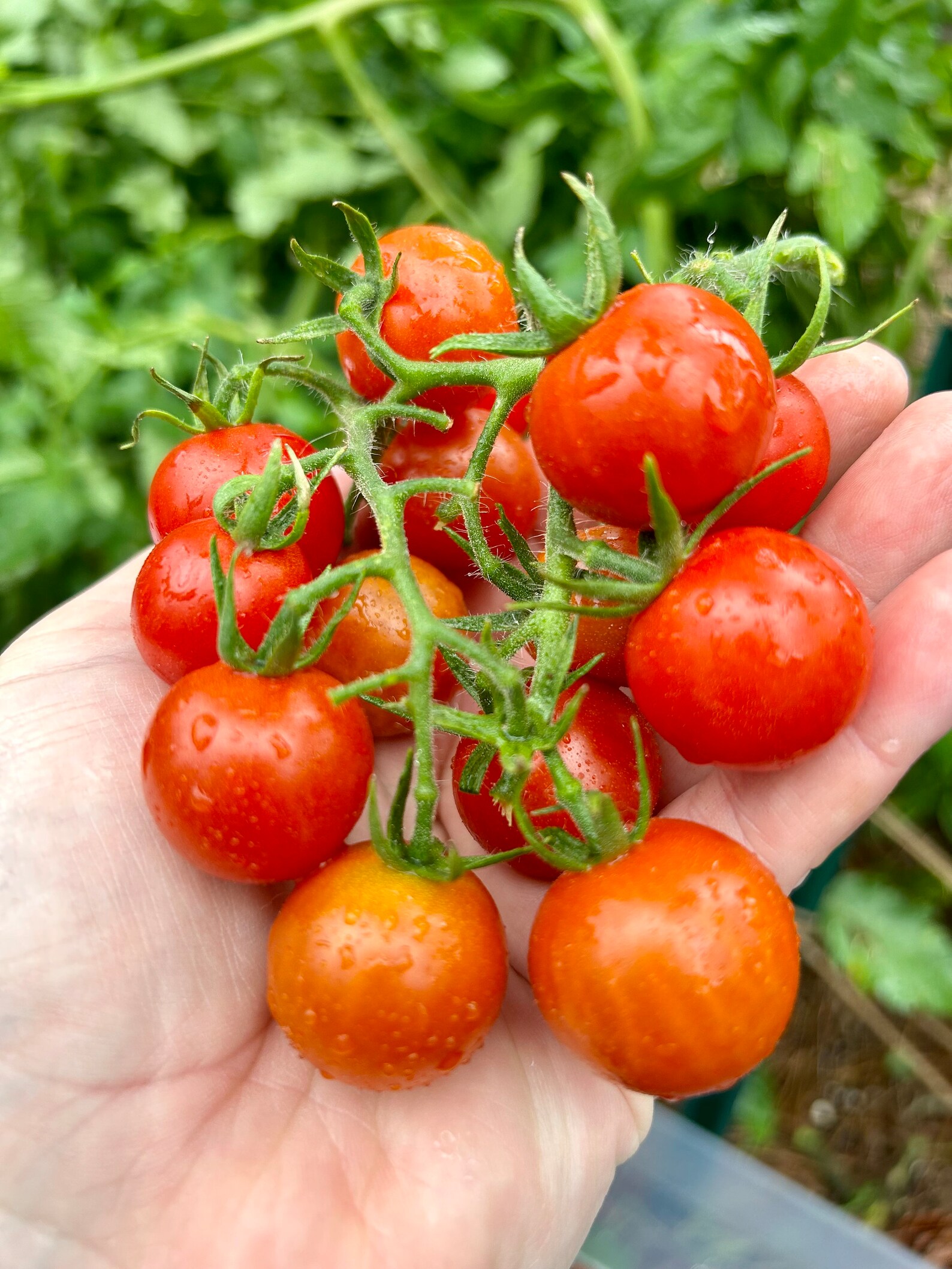 Iva's Red Berry Tomato (rare) Seeds - Etsy