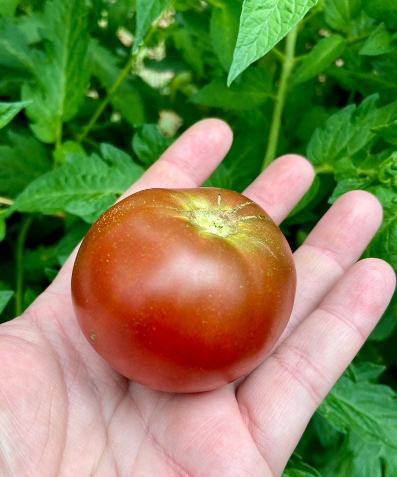 Paul Robeson Tomato (rare Heirloom) Seeds - Etsy