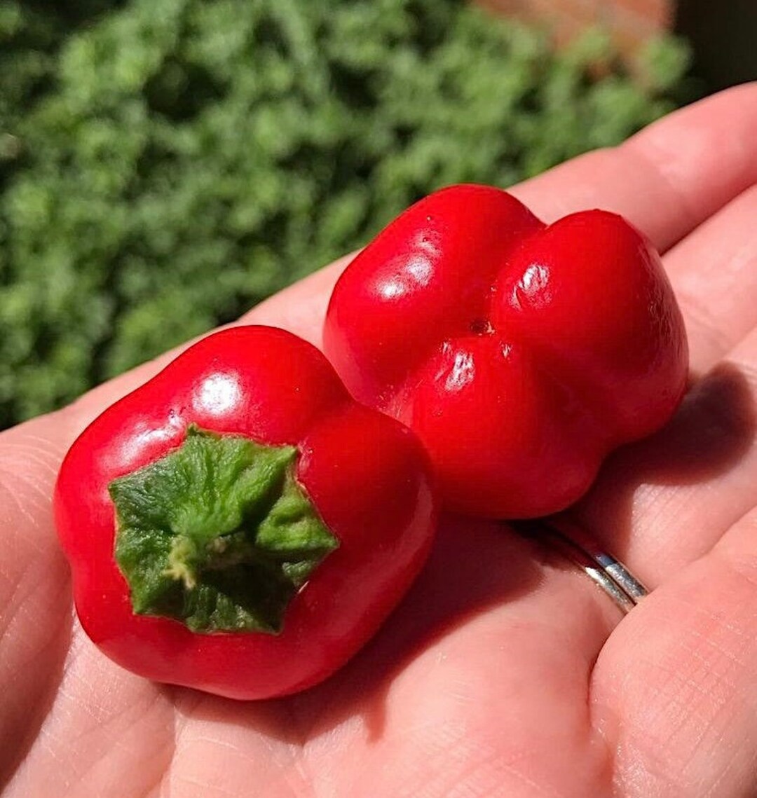 Mini Red Bell Pepper Seeds - Etsy