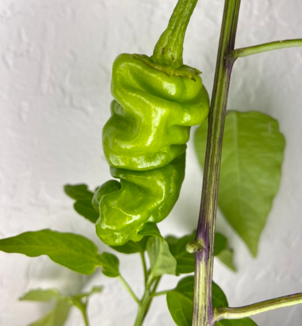 Very Rare Zou-pi or Sharpei Hot Pepper Seeds - Etsy