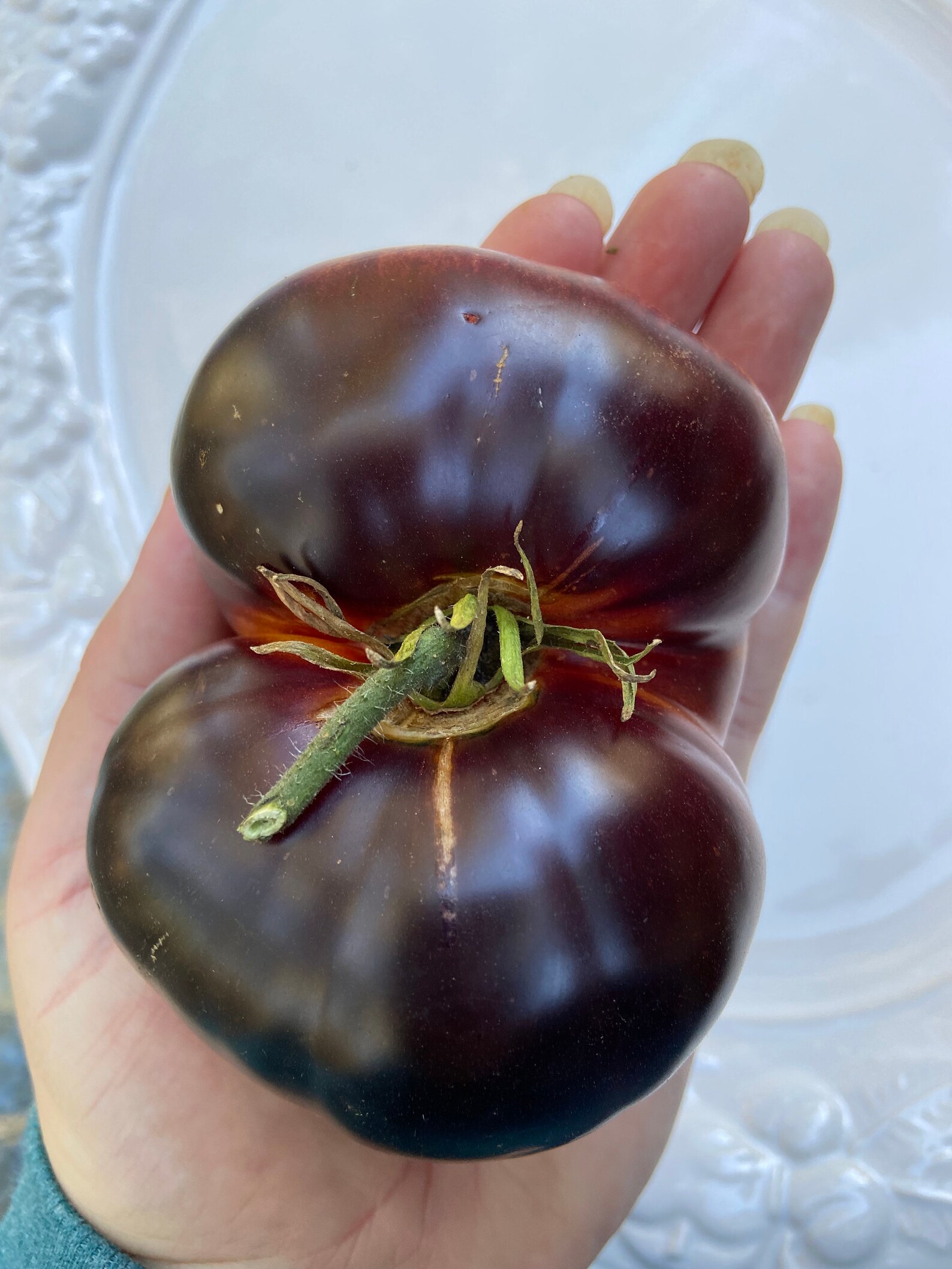 Thunder Mountain Tomato (rare) Seeds - Etsy