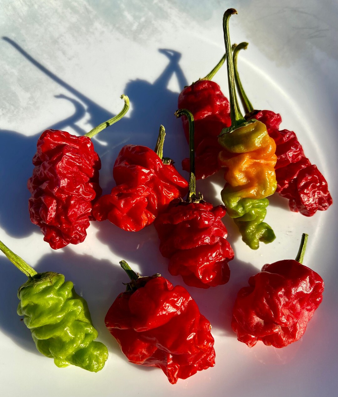 Very Rare Zou-pi or Sharpei Hot Pepper Seeds - Etsy