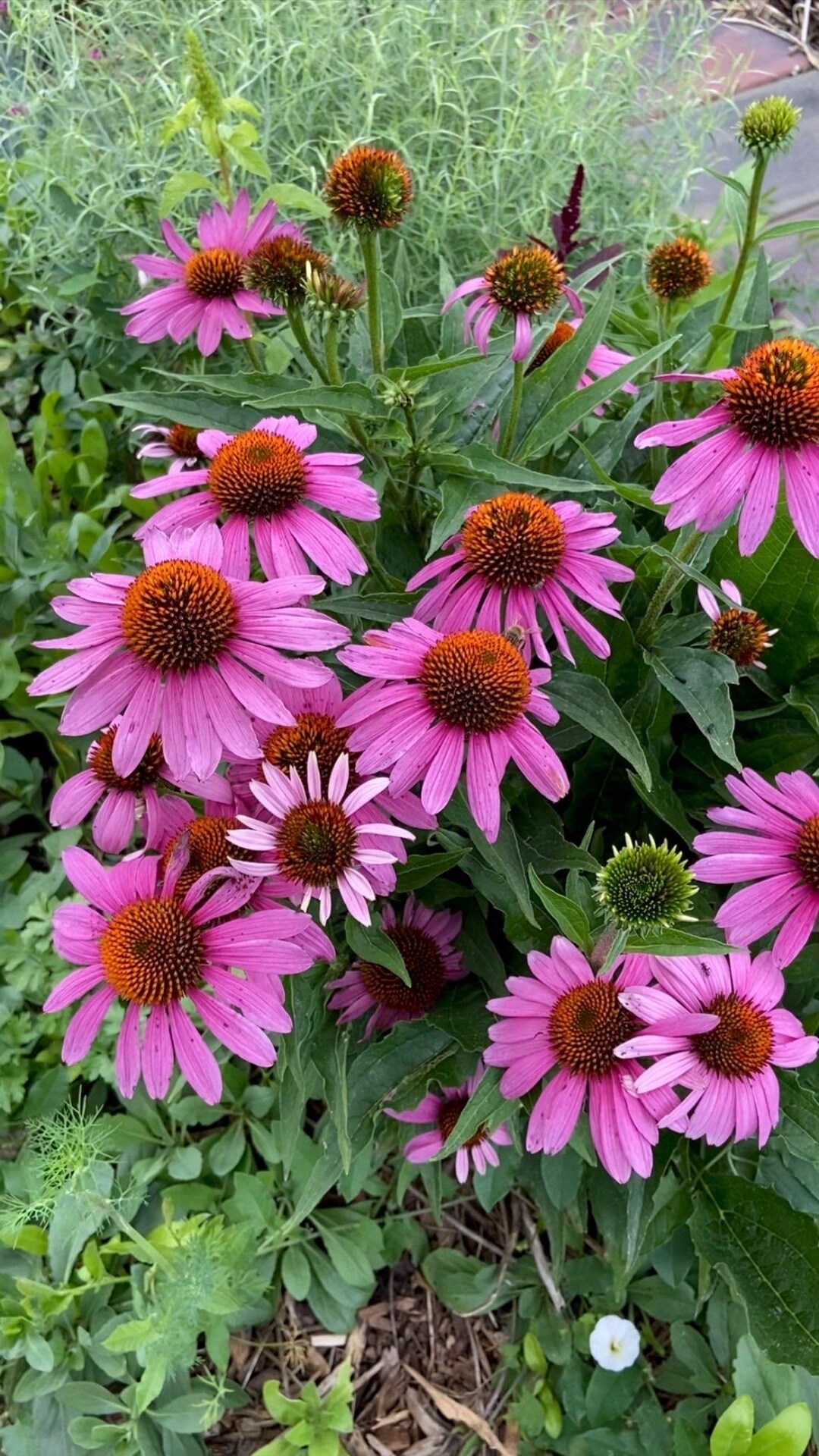 Purple Coneflower (echinacea Purpurea) Seeds - Etsy
