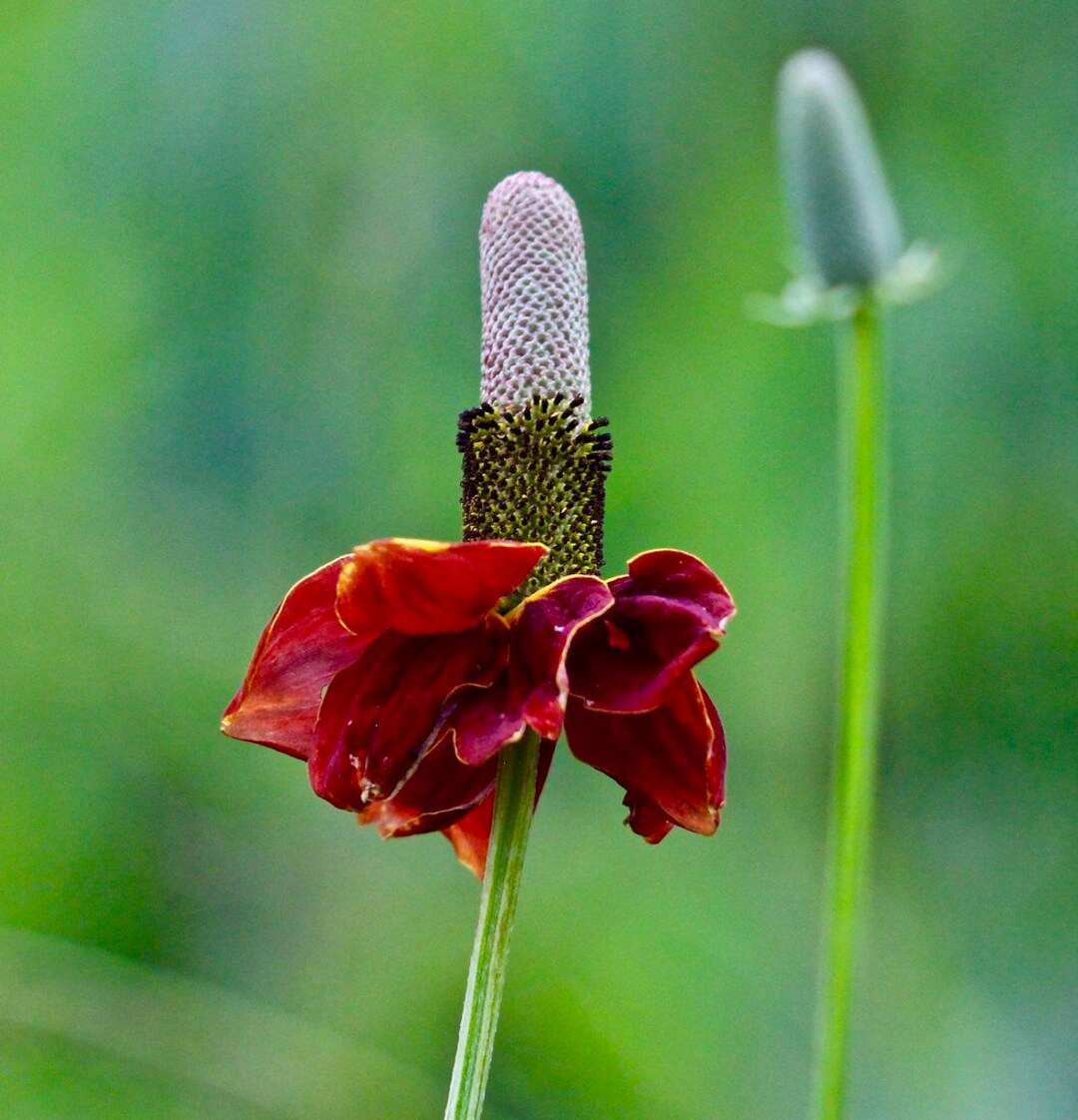 Native Red Mexican Hat (ratibida Columnifera) Seeds - Etsy