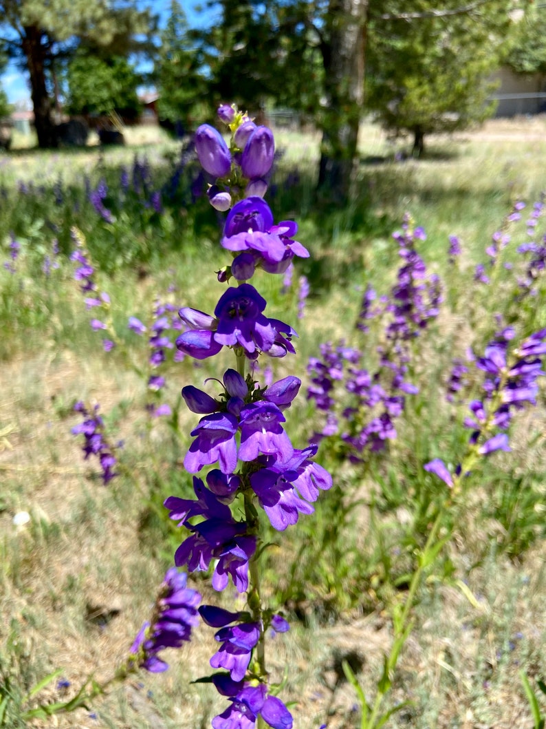 Rocky Mountain Penstemon Flower (penstemon Strictus) Seeds - Etsy