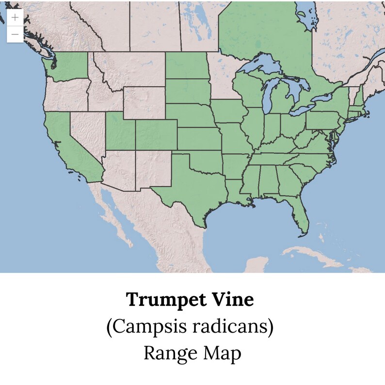 Native Trumpet Vine (campsis Radicans) Seeds - Etsy