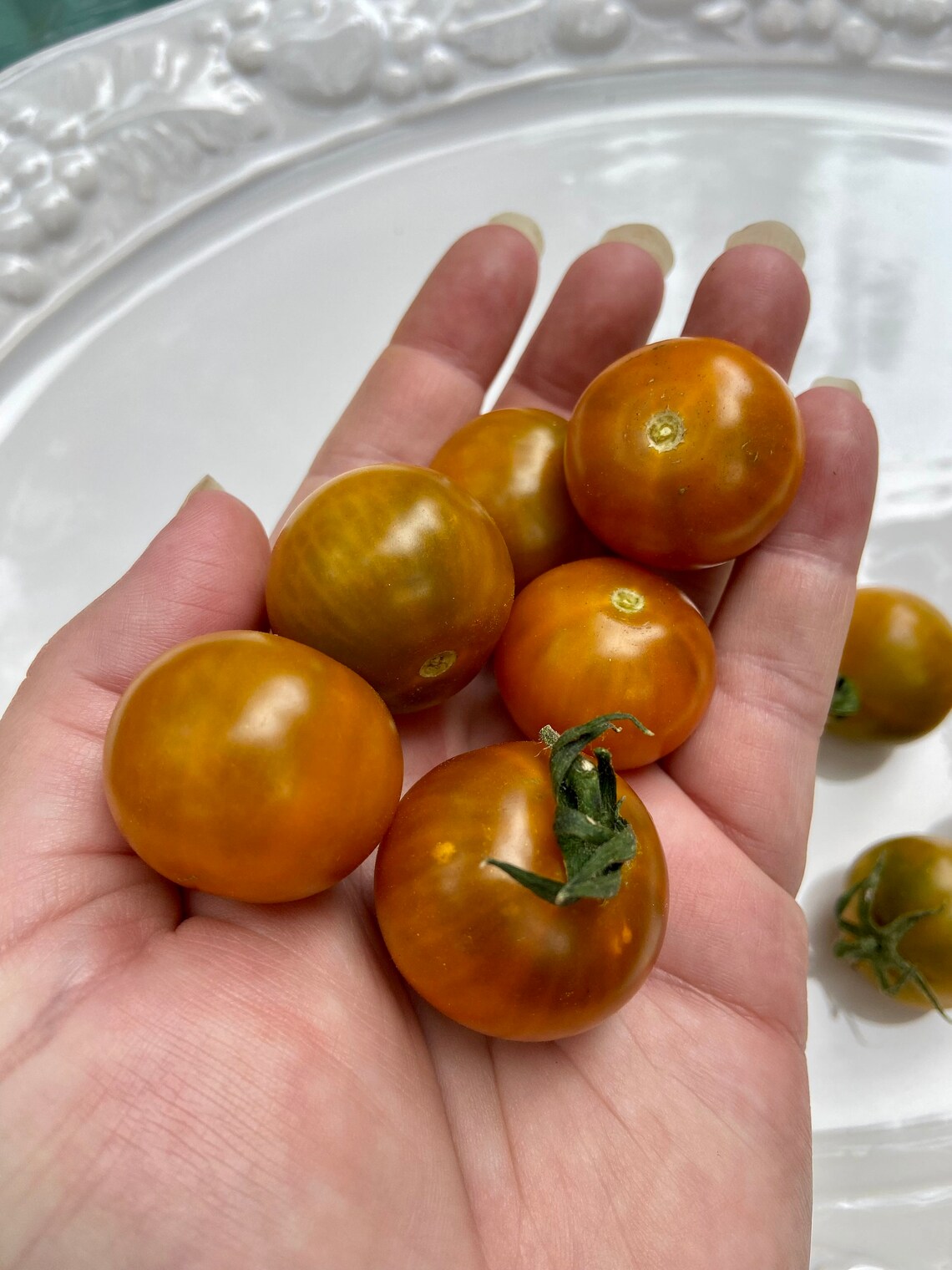 Dark Orange Muscat Tomato (rare) Seeds - Etsy
