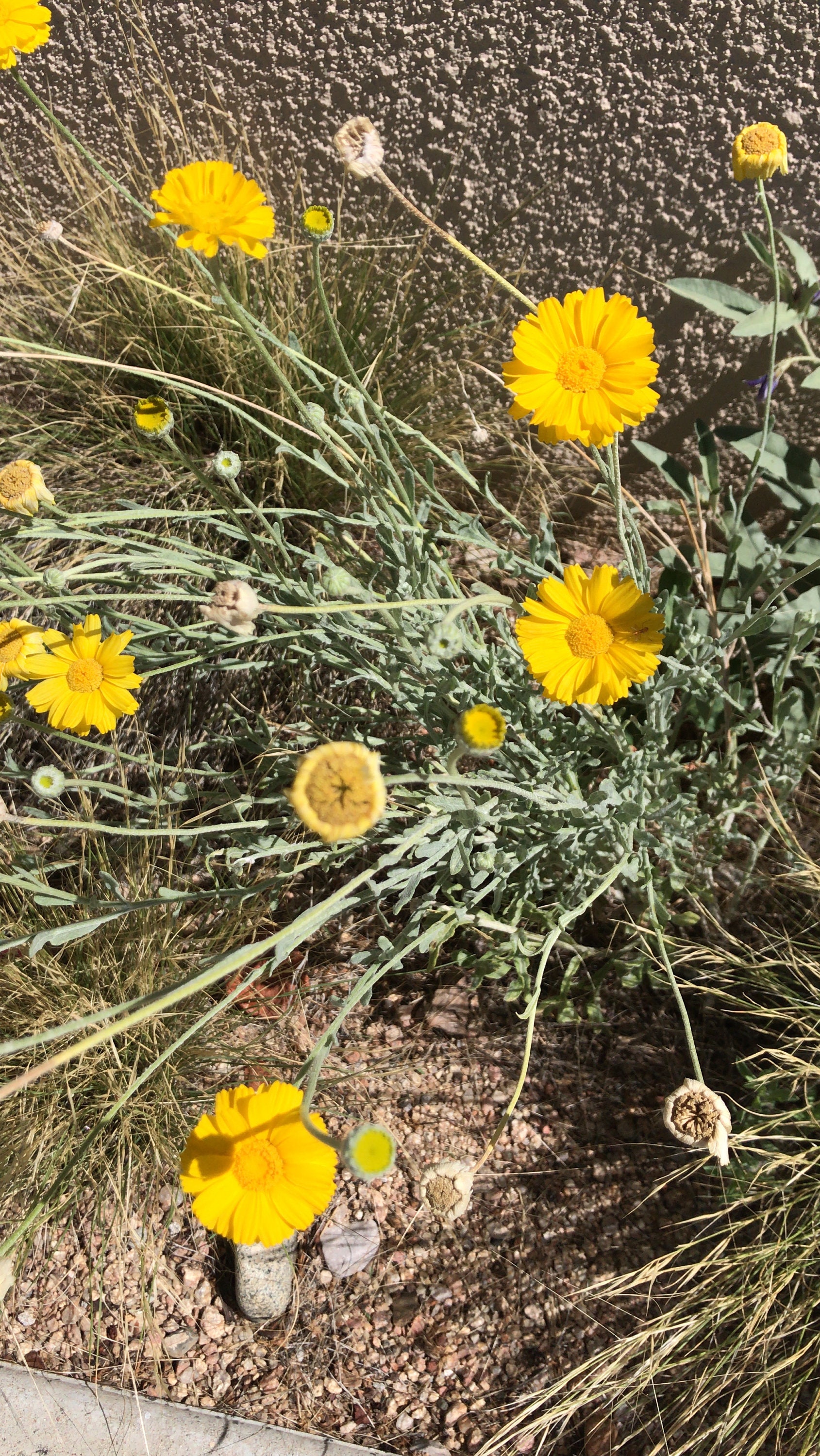 Native Desert Marigold baileya Multiradiata Seeds - Etsy