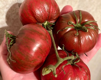 Dwarf Adelaide Festival Tomato-*op Seeds - Etsy