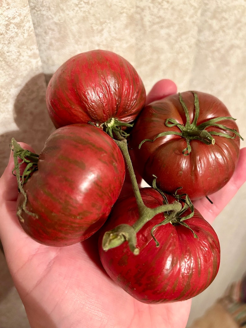 Adelaide Festival Tomato (dwarf) Seeds - Etsy