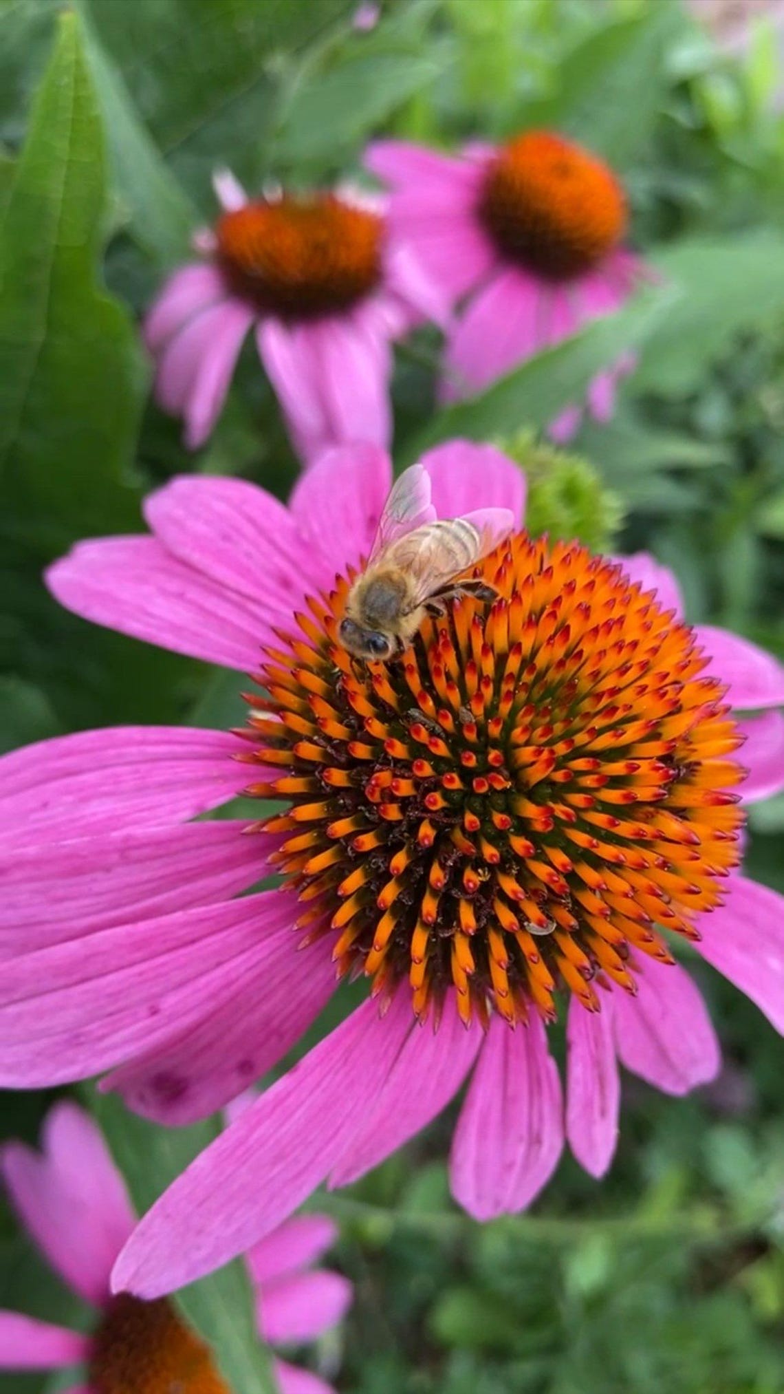 Purple Coneflower (echinacea Purpurea) Seeds - Etsy