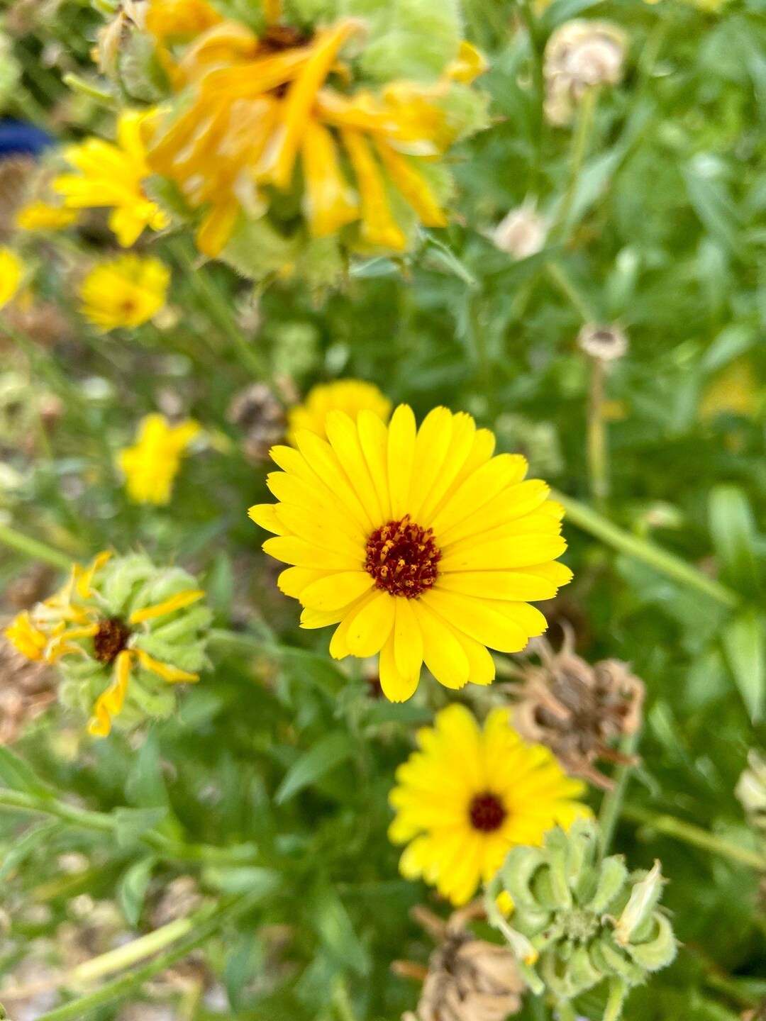 Calendula Flower (small Yellow) Seeds - Etsy