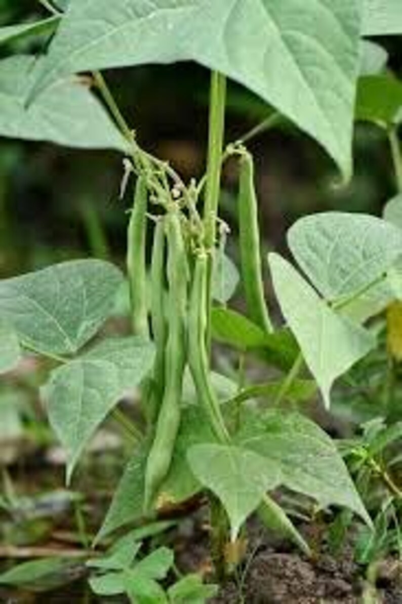 Jade Bush Bean Seeds - Etsy