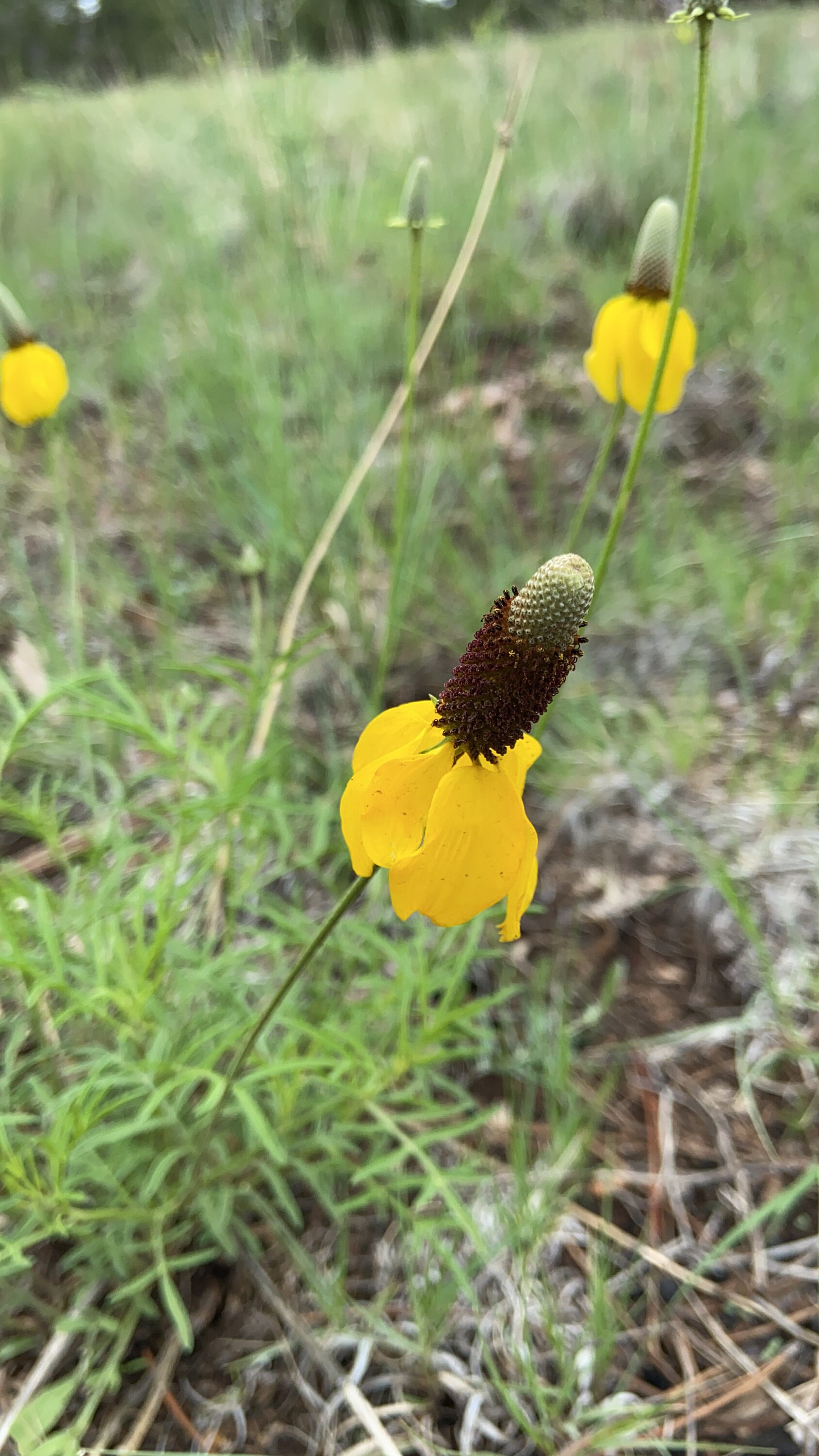 Native Yellow Mexican Hat (ratibida Columnifera) Seeds - Etsy