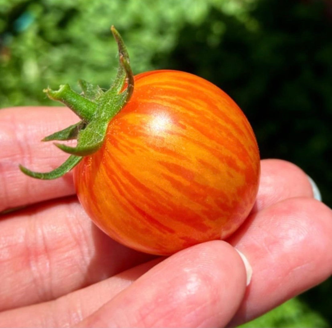 Rare Sunrise Bumblebee Cherry Tomato Seeds - Etsy