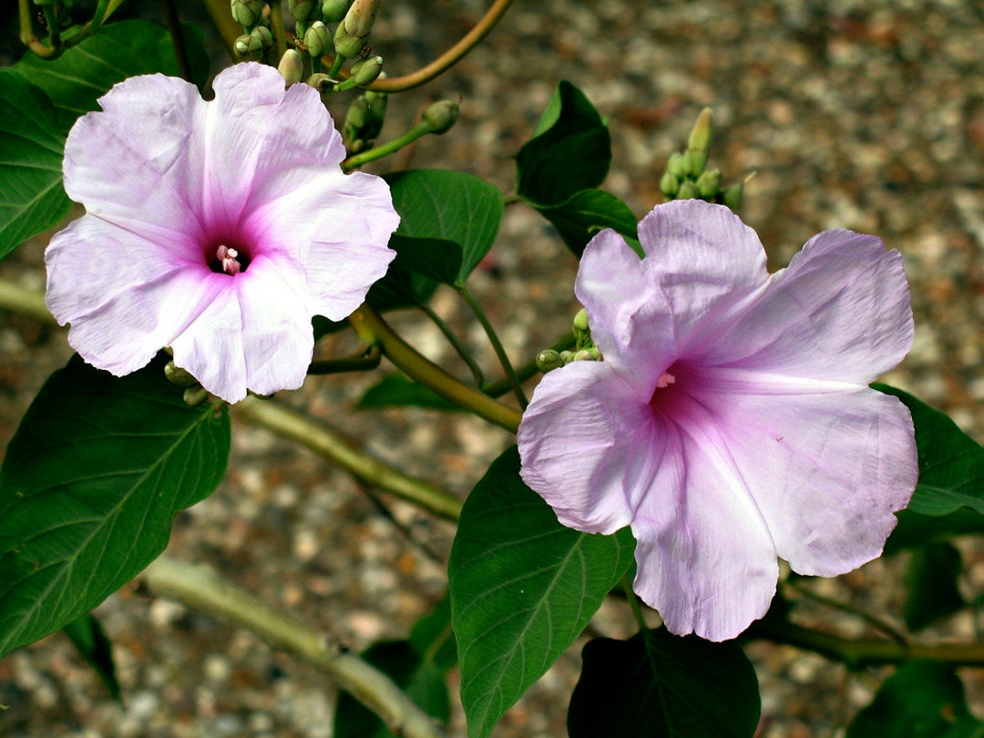 Native Pink Bush Morning Glory (ipomoea Leptophylla) Seeds - Etsy