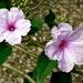 Native Pink Bush Morning Glory (ipomoea Leptophylla) Seeds - Etsy