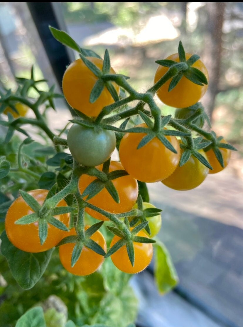 Jochalos Microdwarf Tomato Seeds - Etsy