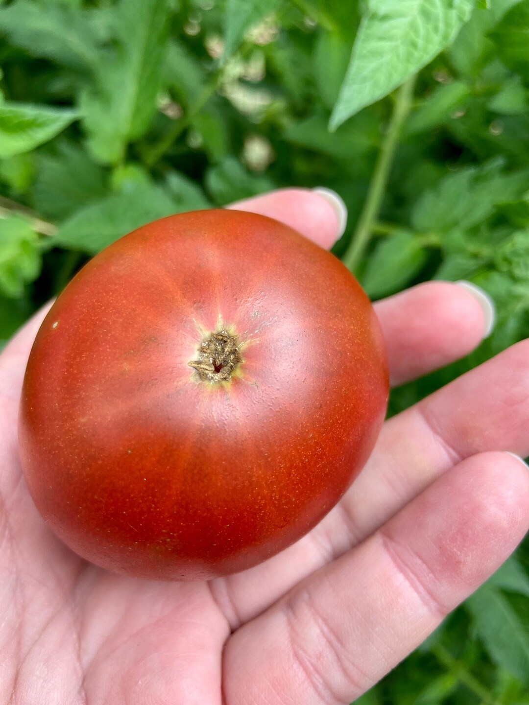 Paul Robeson Tomato (rare Heirloom) Seeds - Etsy