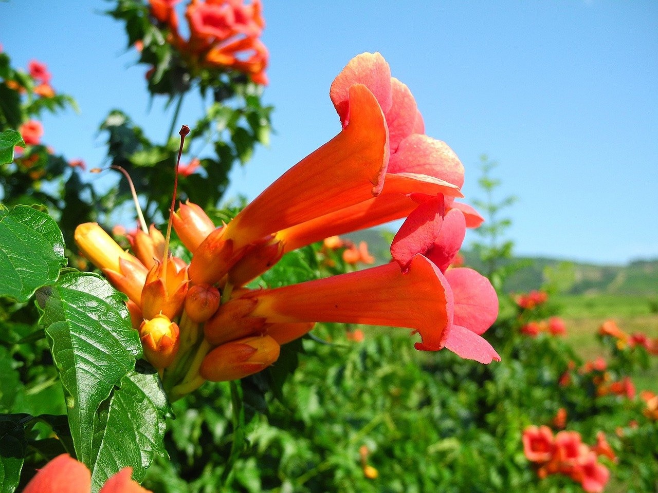 Native Trumpet Vine (campsis Radicans) Seeds - Etsy