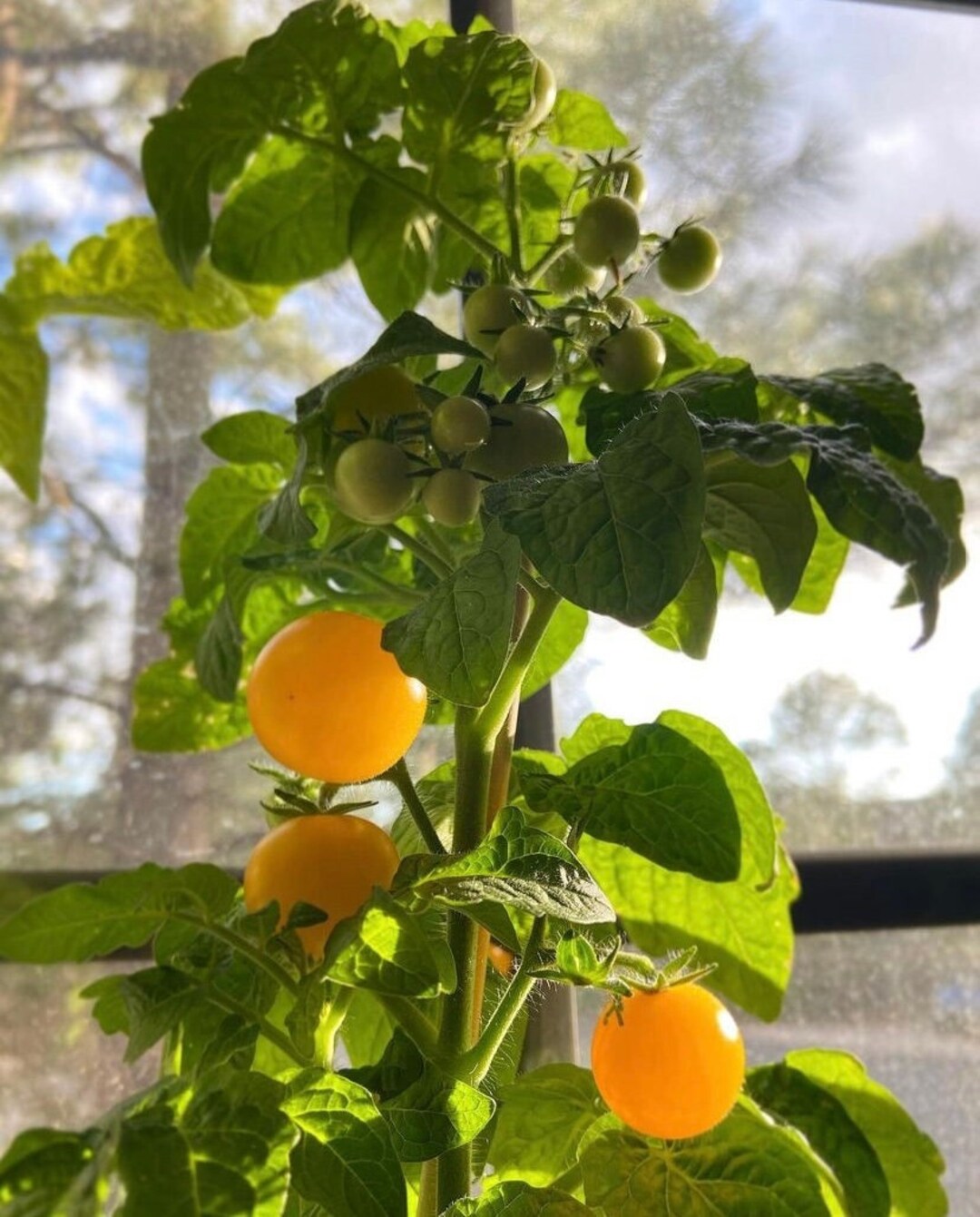 Pinocchio Orange Microdwarf Tomato Seeds - Etsy